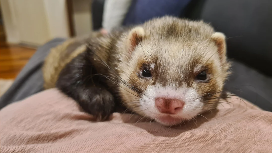 Discover more like Ferrets: Pretty sure Naru is part bear 🐻 welcome to the family 🐾 and Related ...