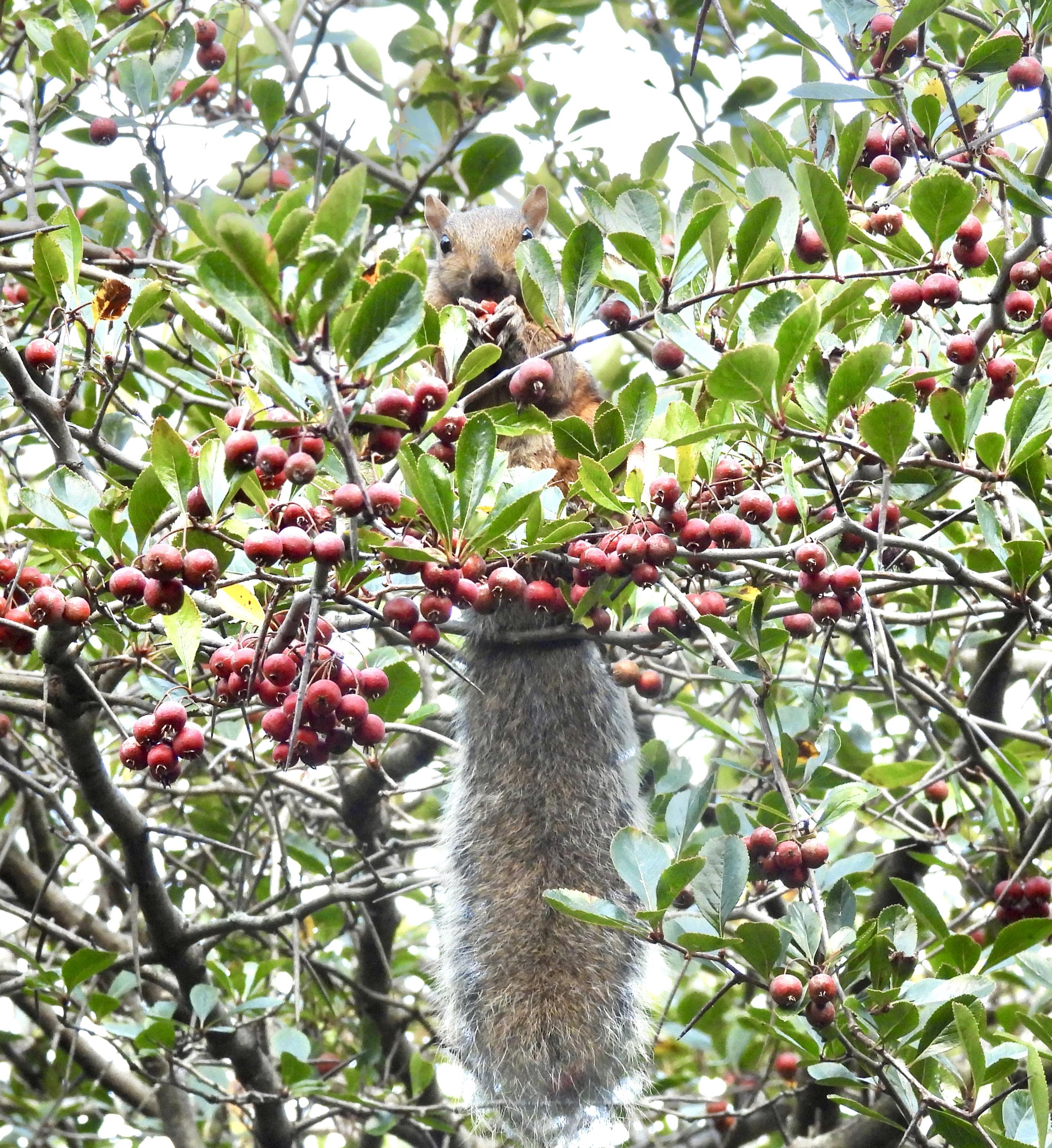 Squirrel | Scrolller