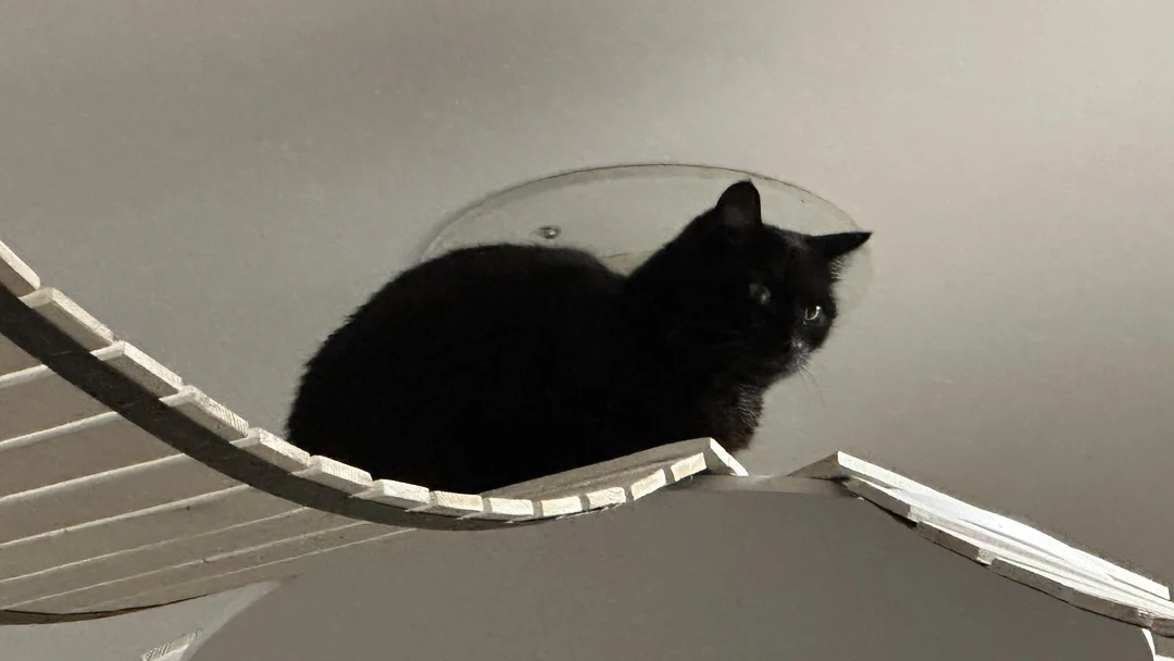 Loaf spotted at a cat cafe | Scrolller