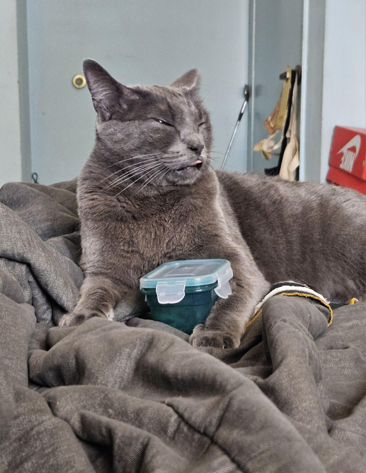 Jojo bleps | Scrolller