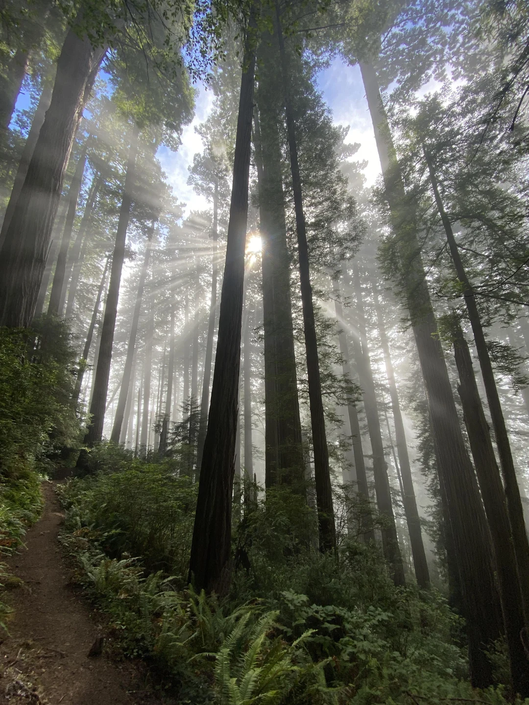 Sun rays shine through fog in a beachside forest in Del Norte, CA [3024 x 4032] [OC] | Scrolller