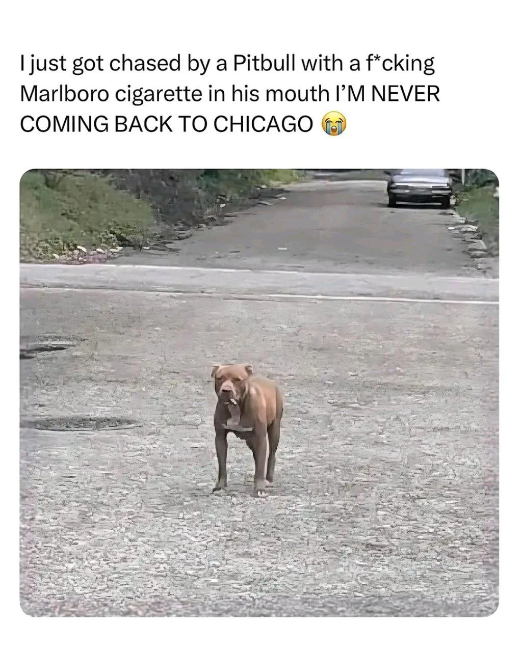 cool pitbull | Scrolller