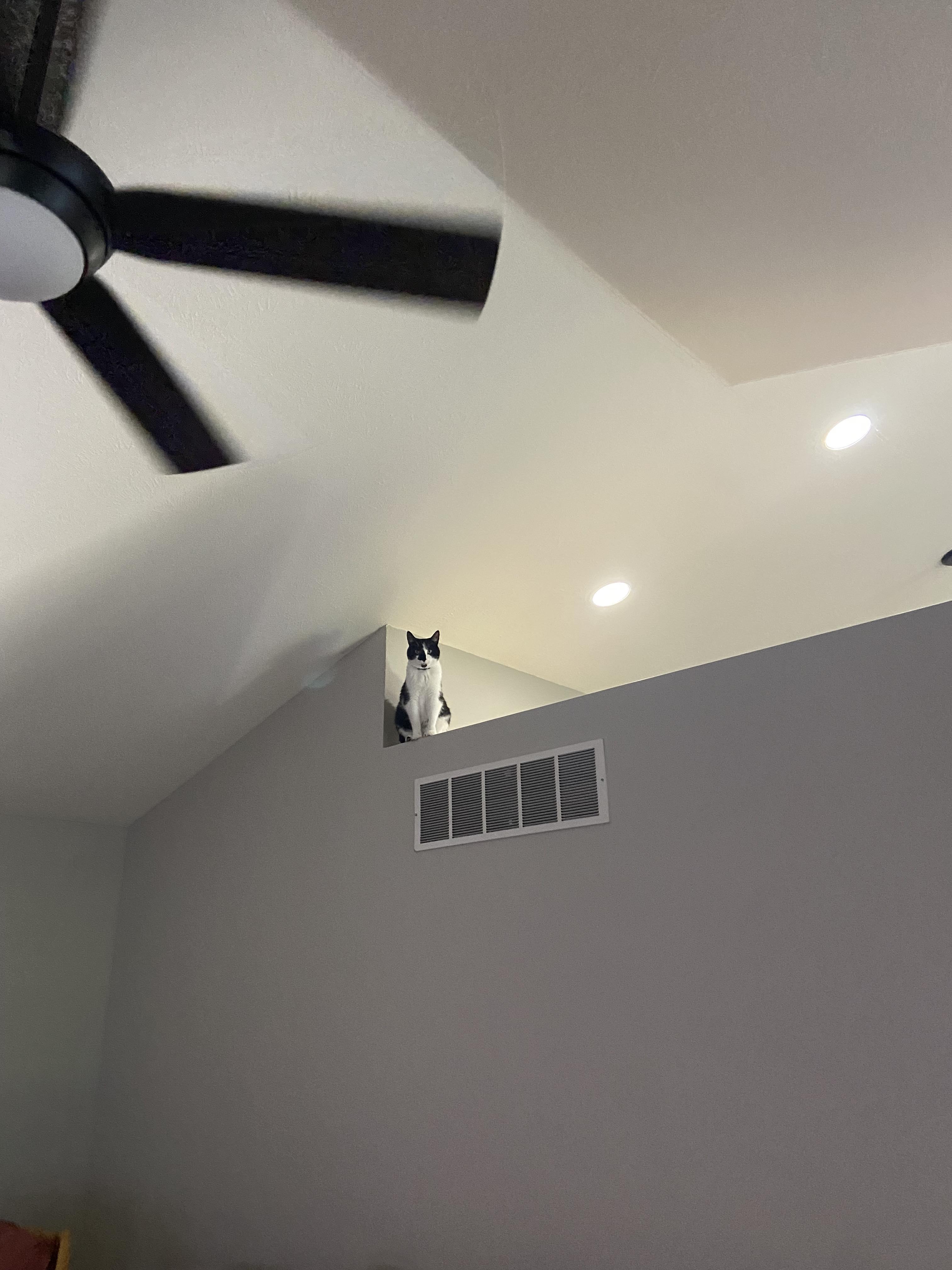 Bubba surveying his domain | Scrolller