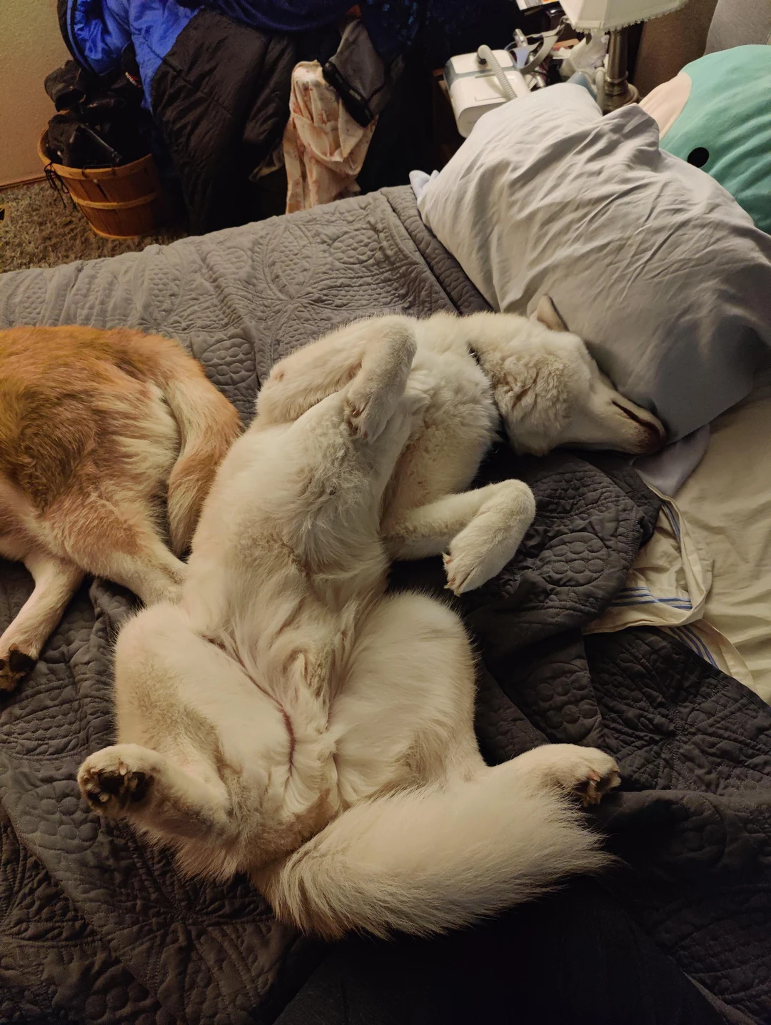 Gus almost has it | Scrolller