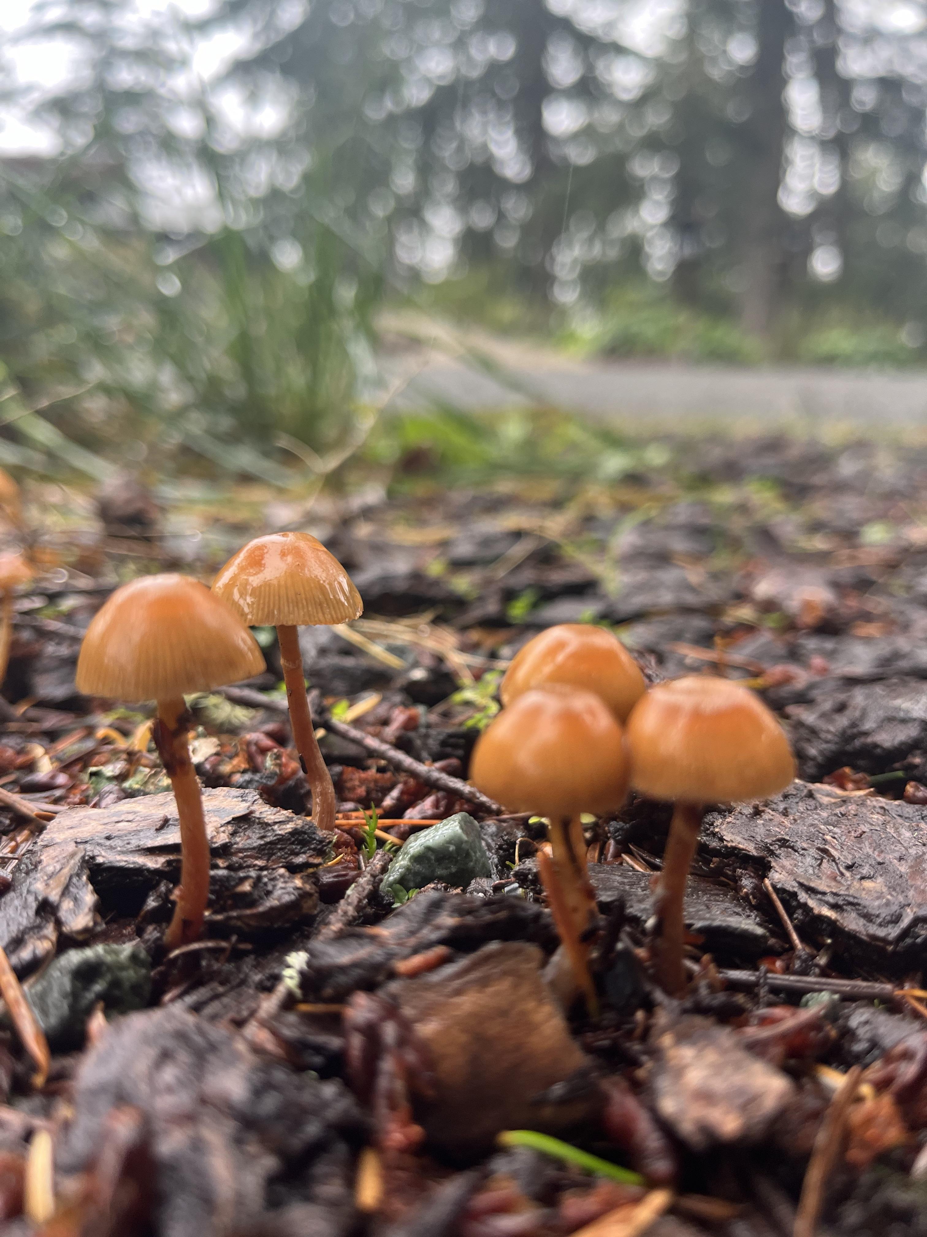 Funeral Bells in Western WA | Scrolller