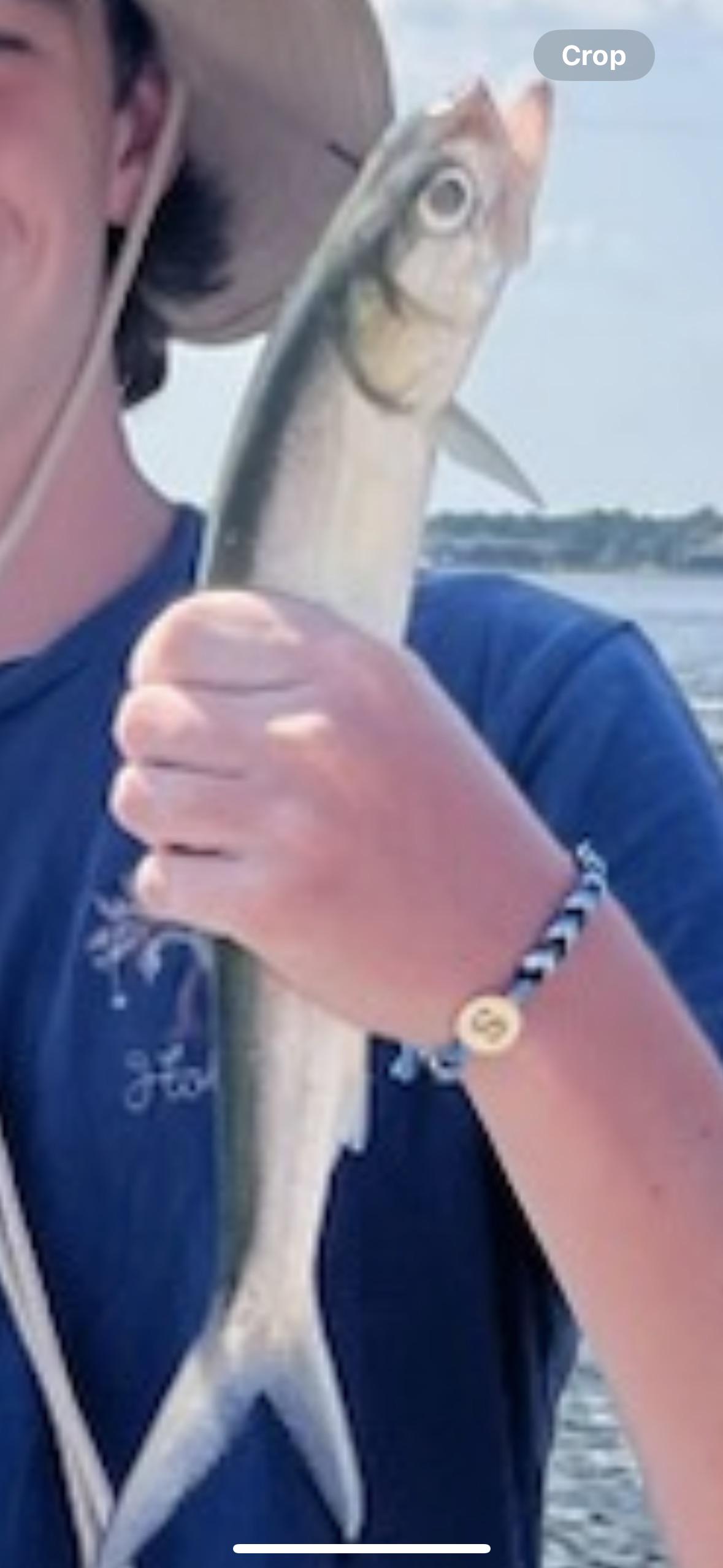 Is this a lady fish? | Scrolller