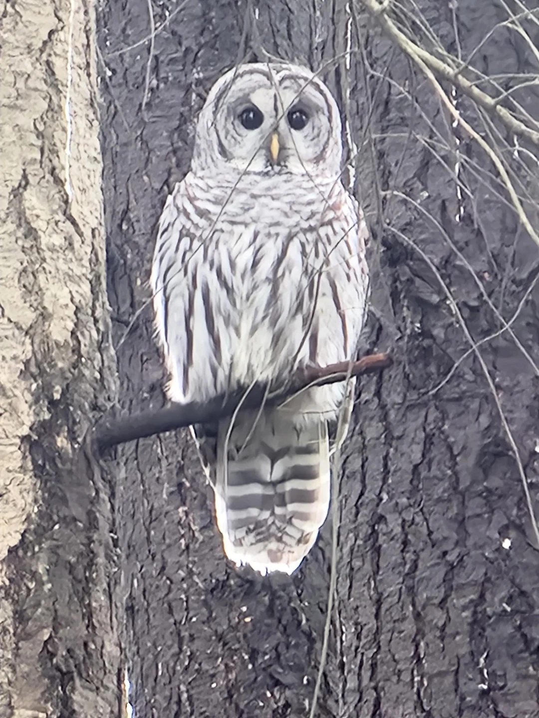 In my backyard | Scrolller