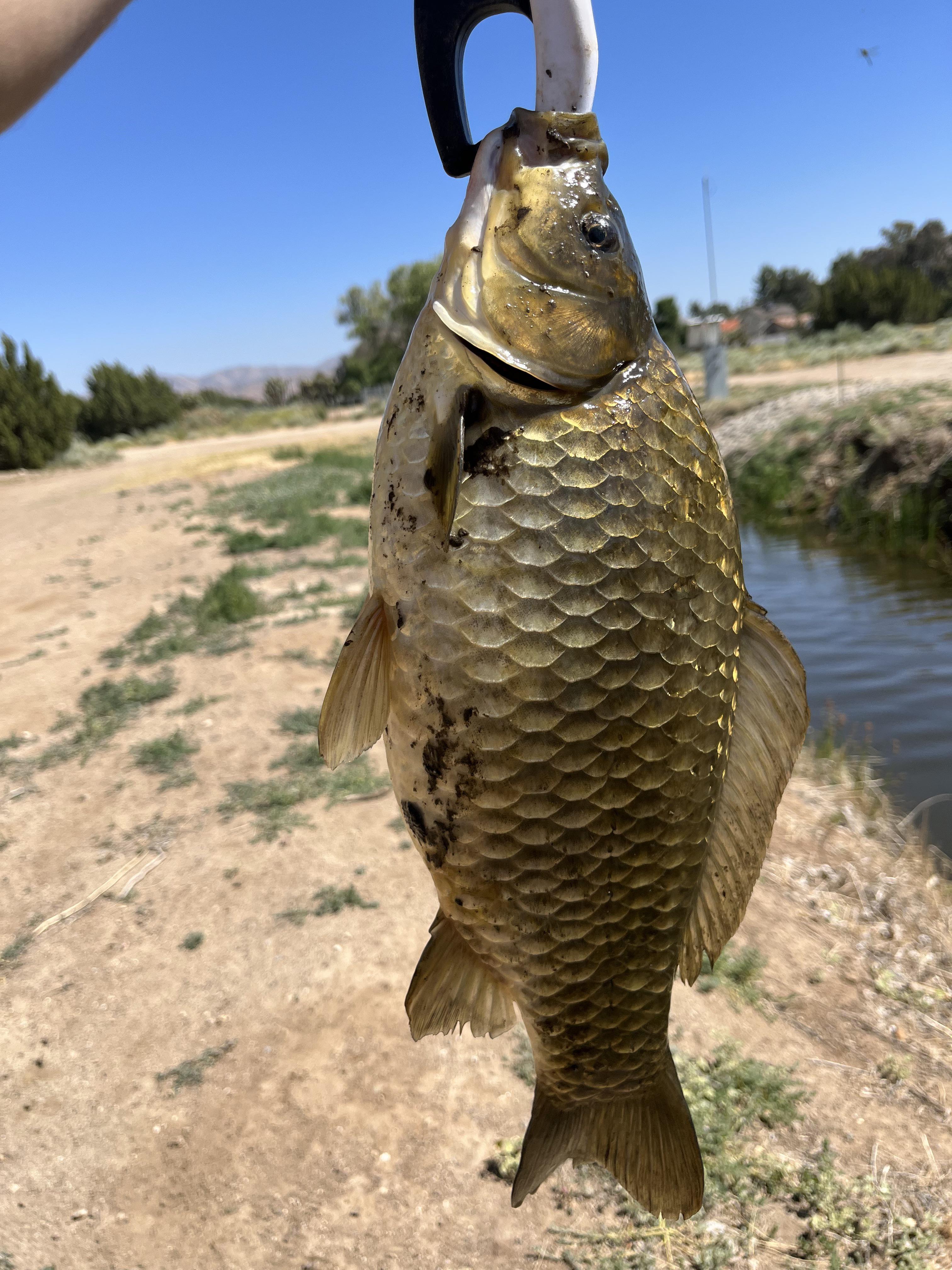 Posting this again in hopes of an ID | Scrolller