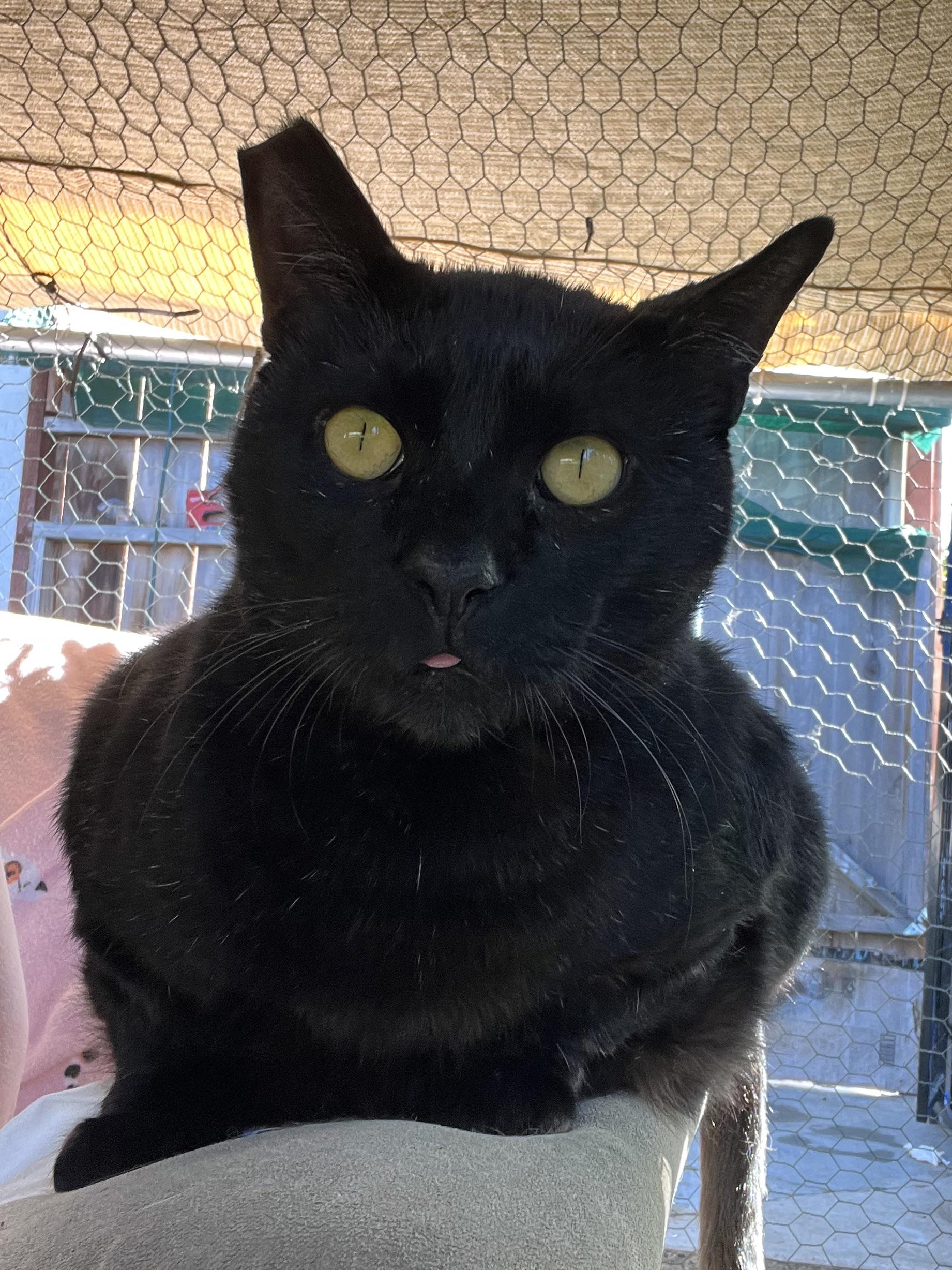 Tiny blep | Scrolller