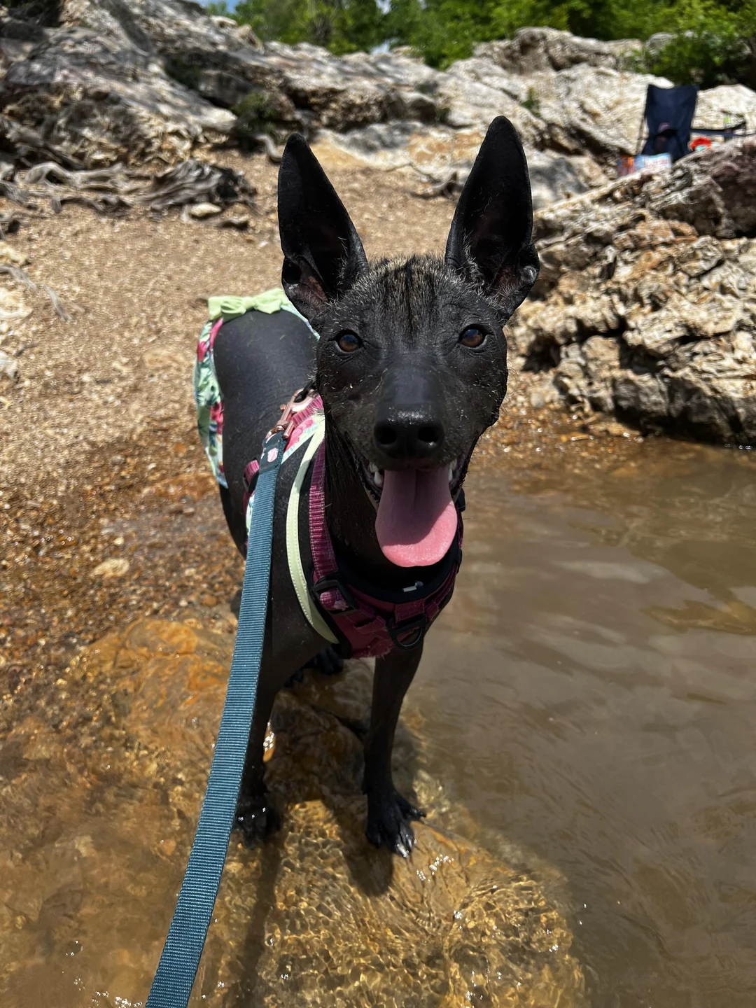 River pup! | Scrolller