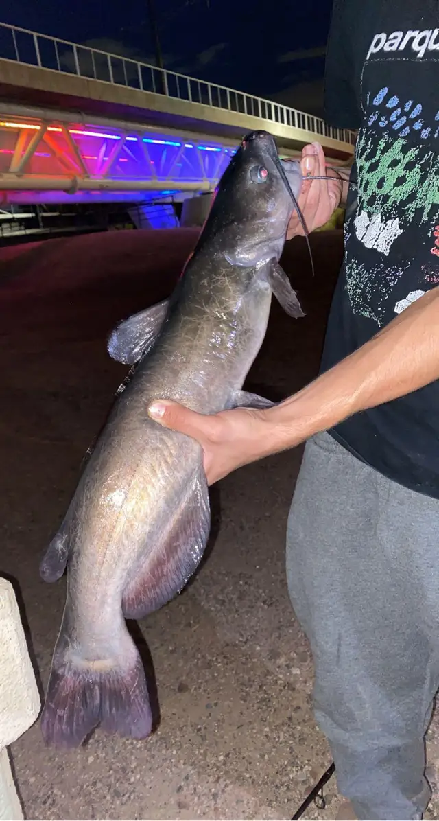 Caught a decent catfish at Tempe Town Lake in AZ | Scrolller