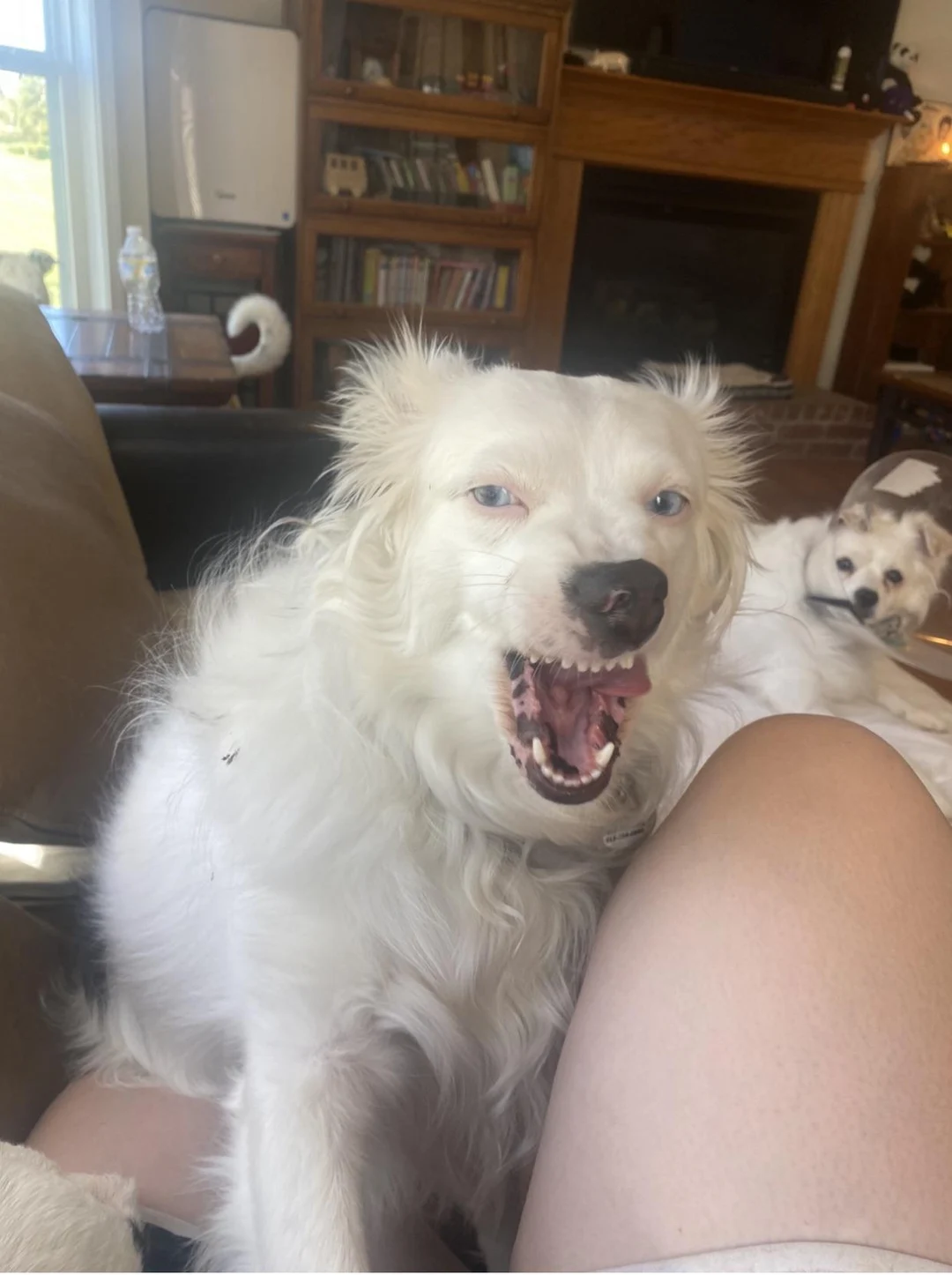 Daisy has many lovely faces | Scrolller