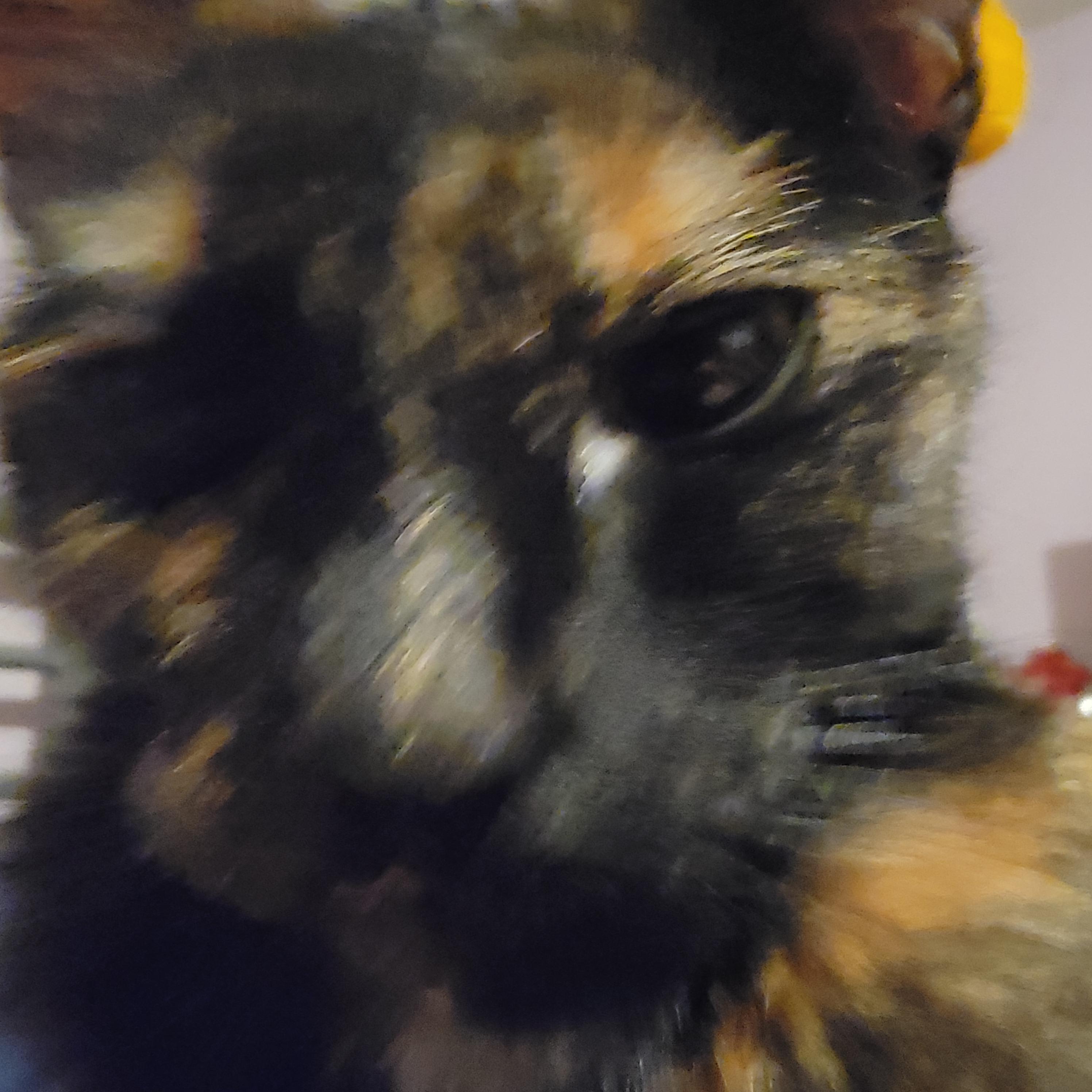 Blurry picture of cat | Scrolller