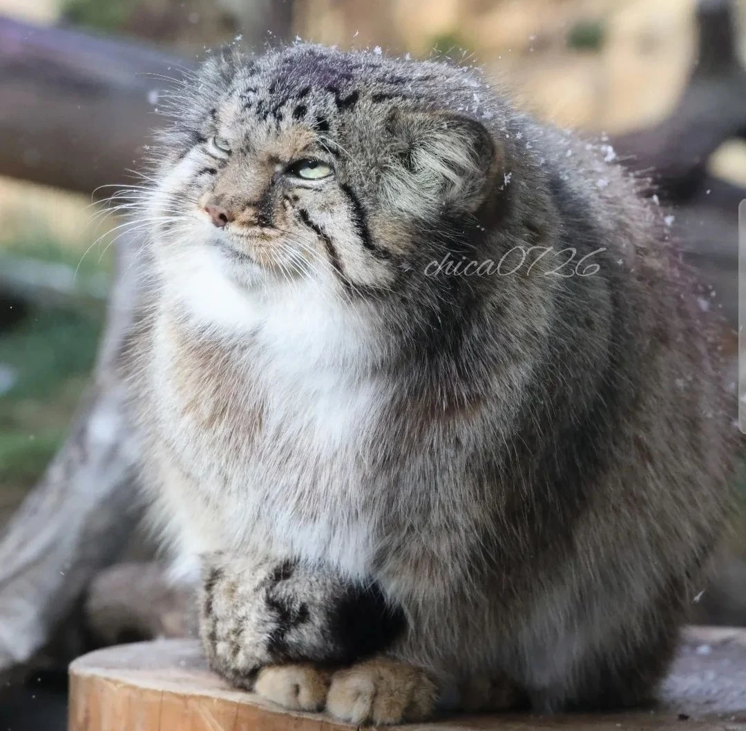 A floofy Pallas Cat named Bol | Scrolller