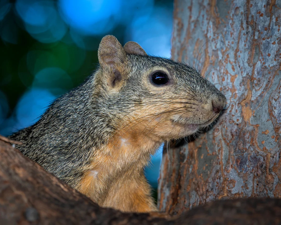 Always very pleasant Squirrel | Scrolller