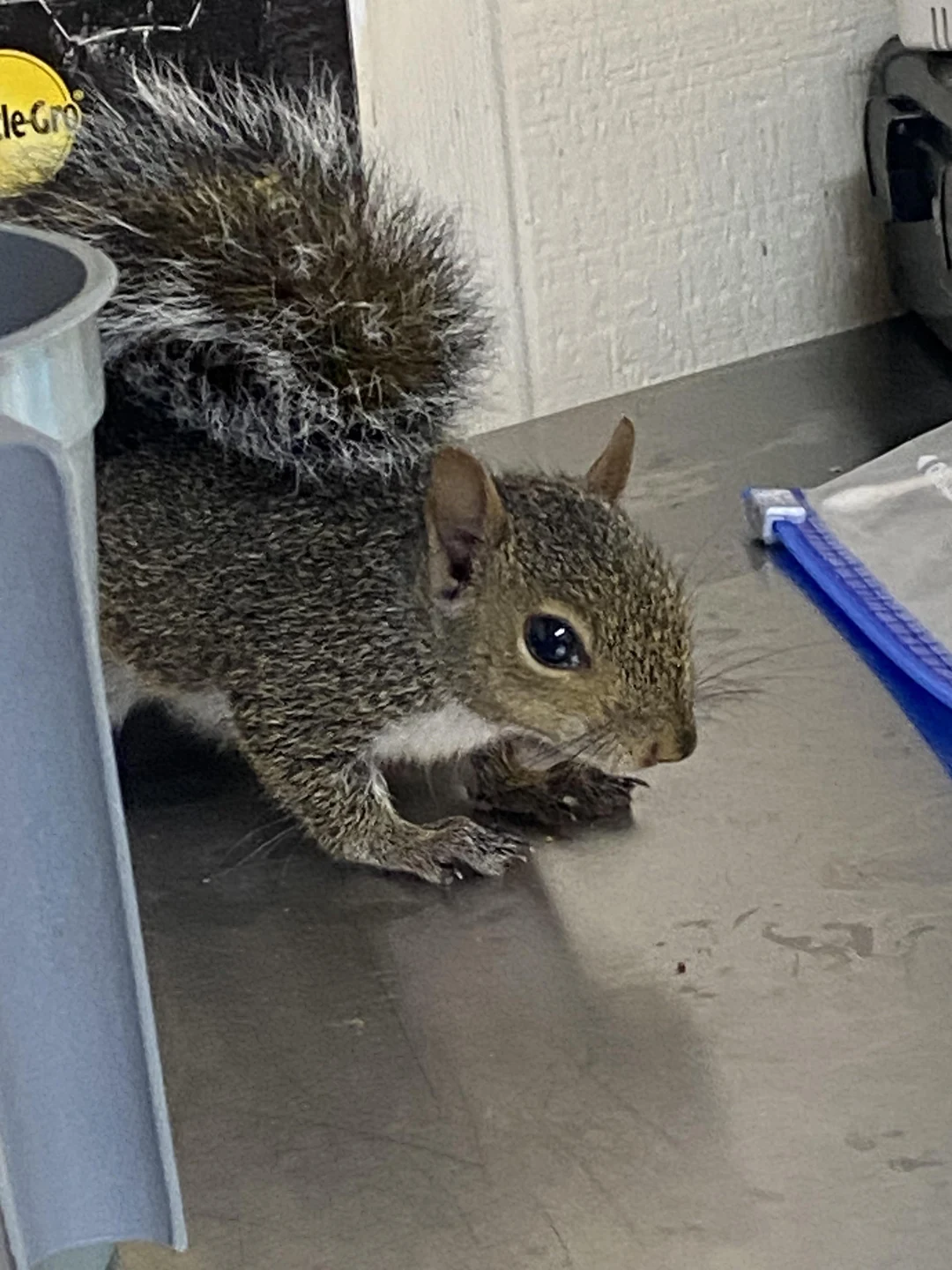 Discover more like Squirrels: Mr Wiggles and Related Content | Scrolller