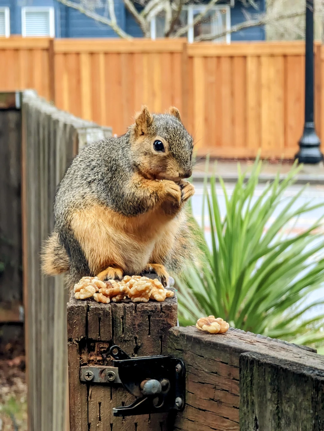 Sweet Sploot | Scrolller