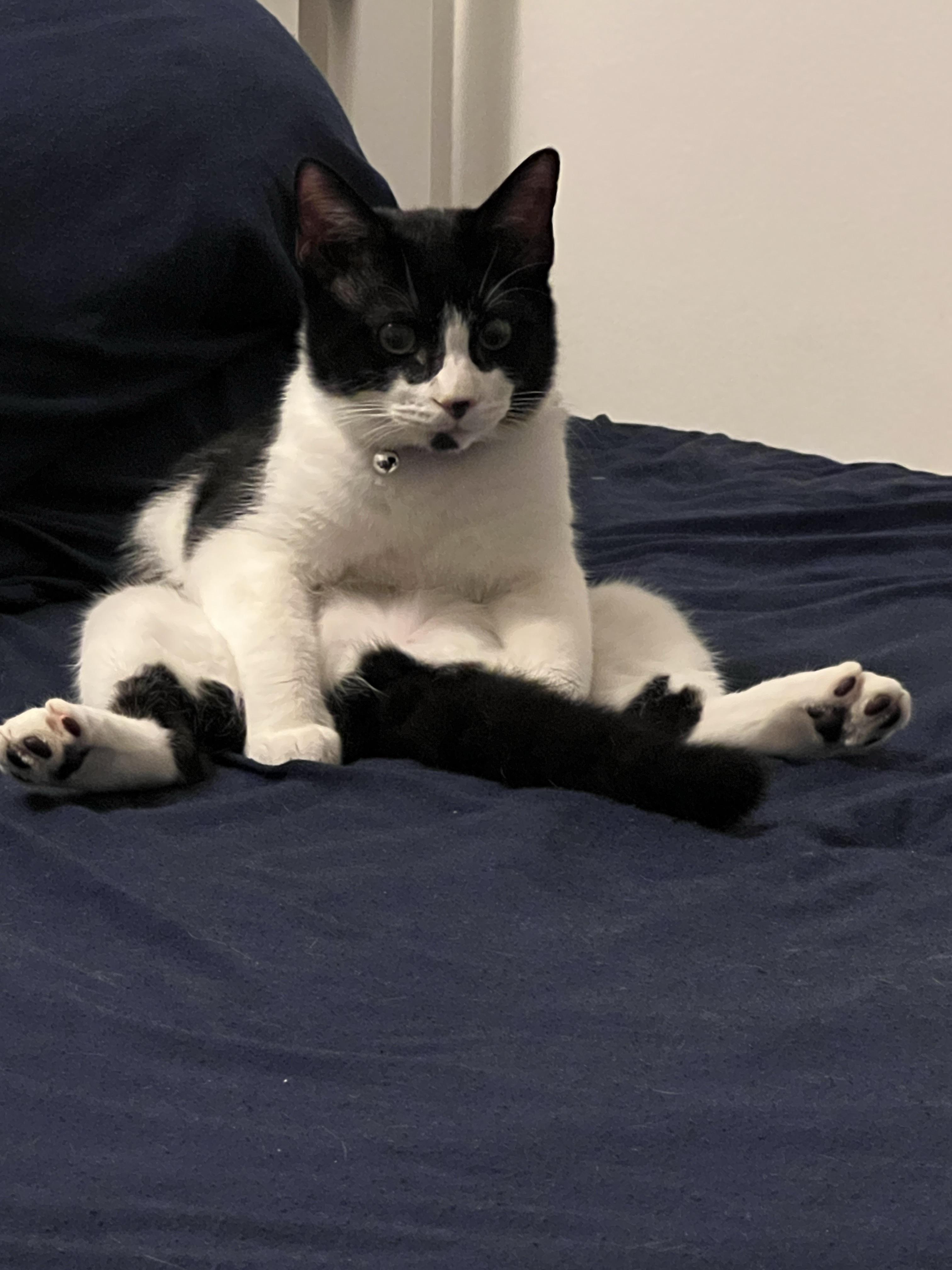 Standard issue | Scrolller