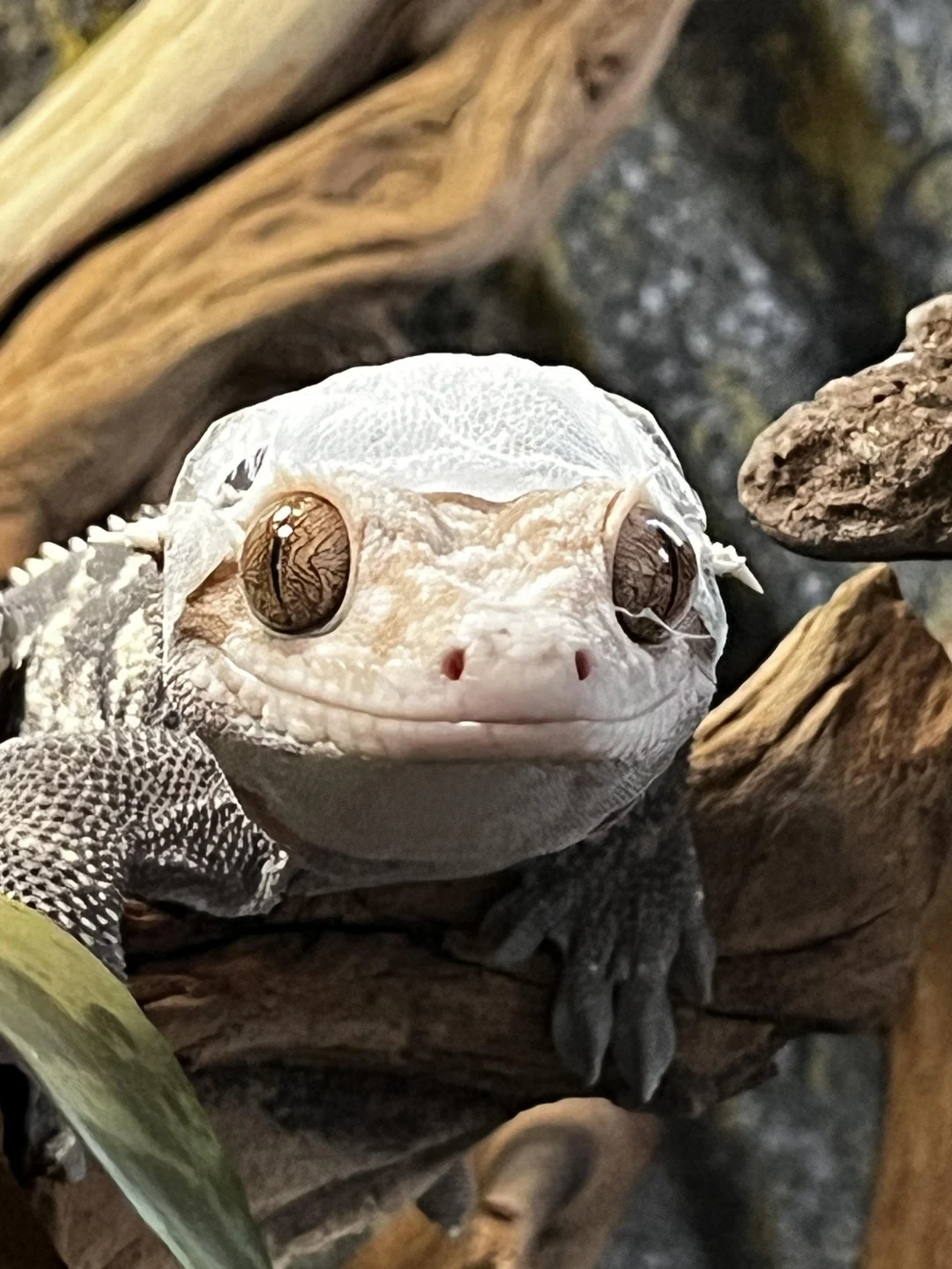 Shedding crestie | Scrolller