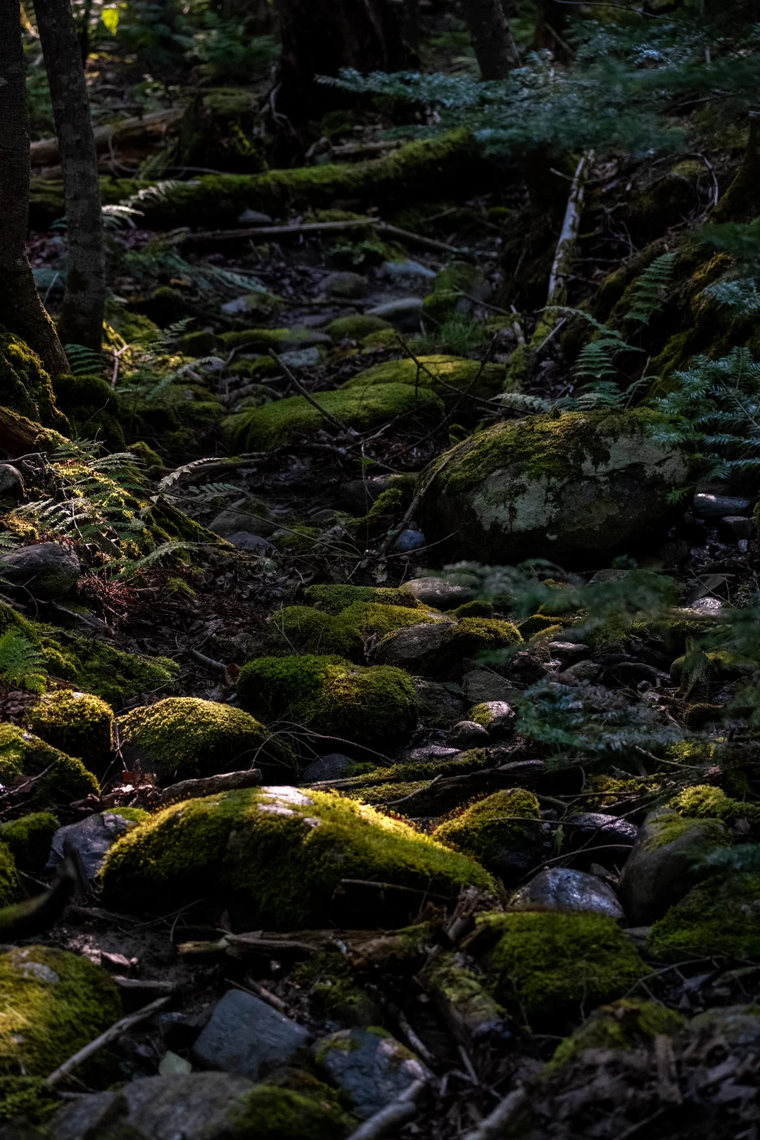 Bald Mountain, Maine, USA [OC] [2000 × 3000] | Scrolller