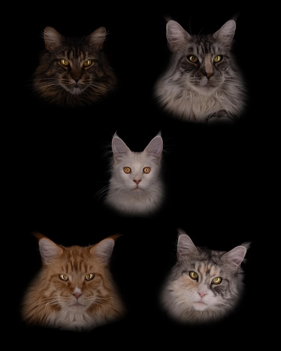 The Innocence Squad 😹 Scrolller