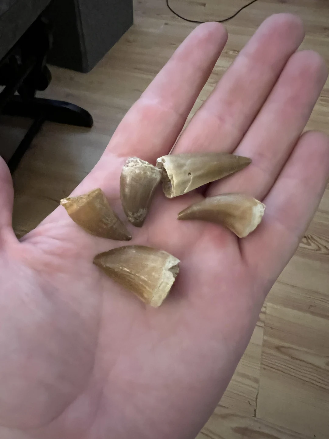 Mosasaur Teeth | Scrolller