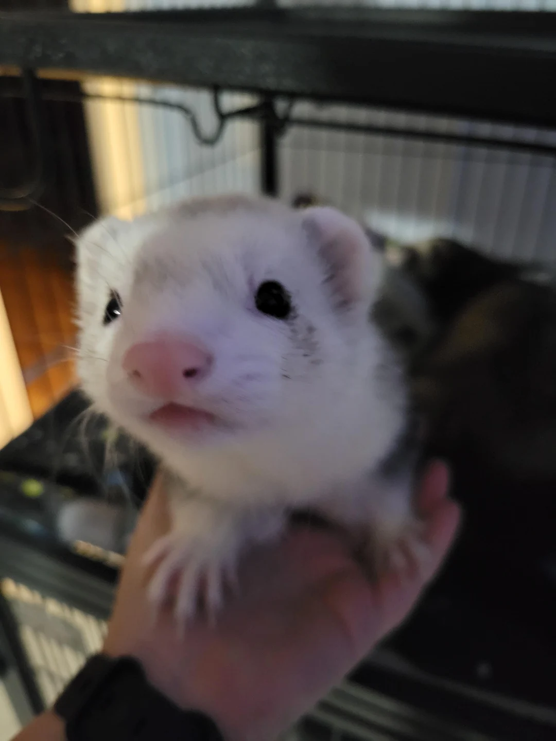 Fly High Icarus | Scrolller