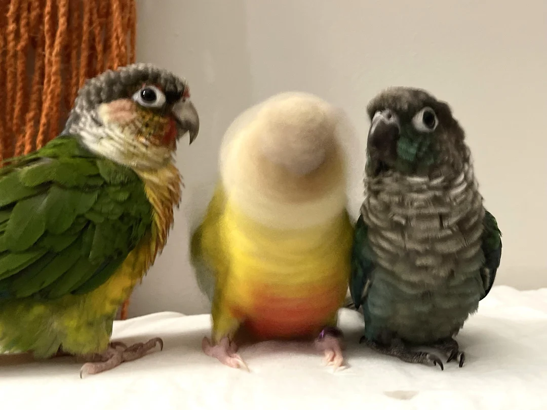 Tornado Birb | Scrolller