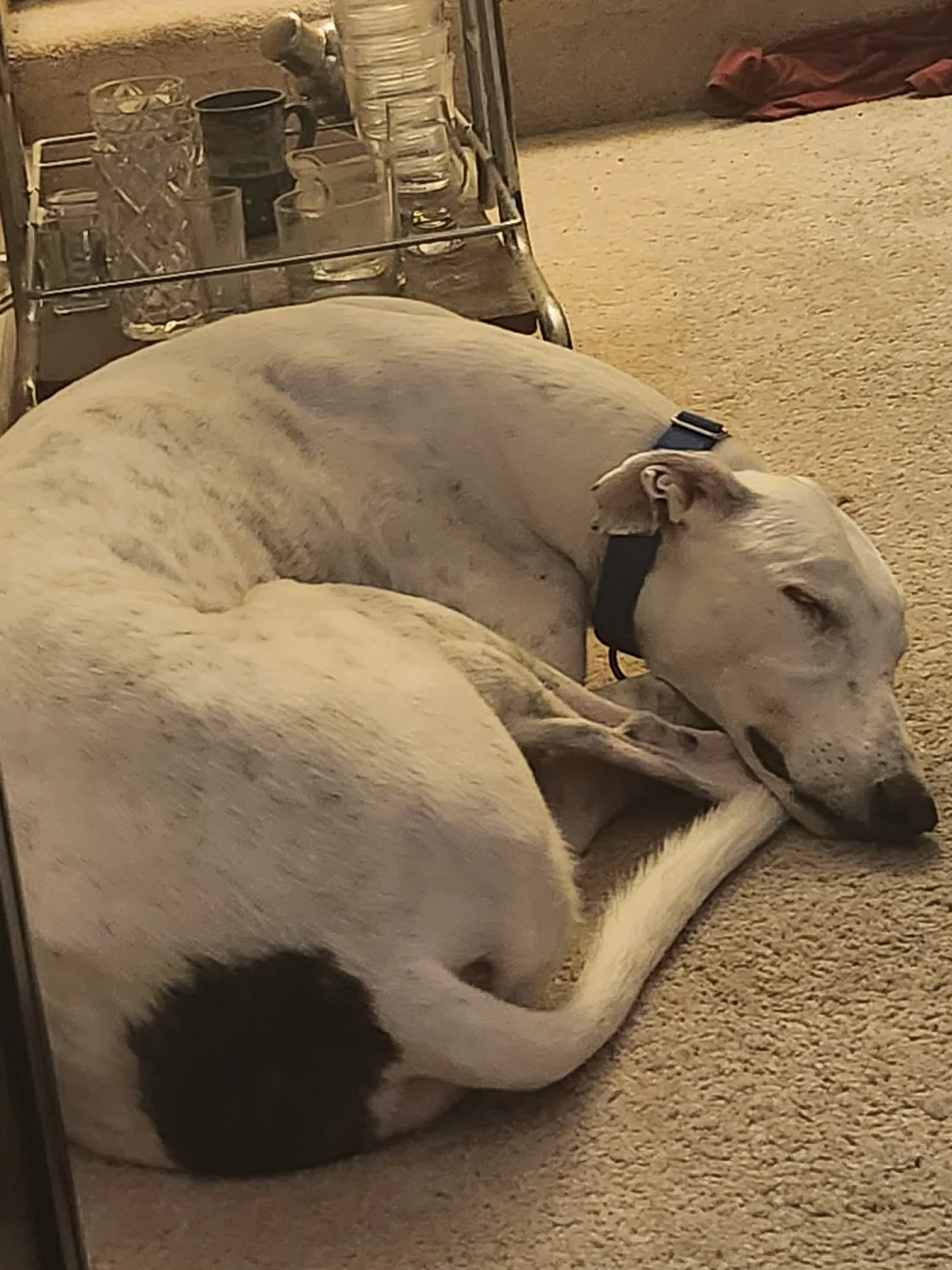 First time away since adoption 😓 | Scrolller