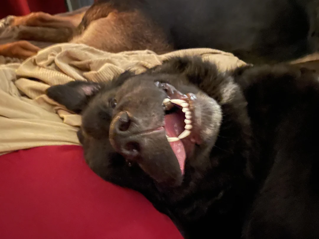 Happy puppy | Scrolller