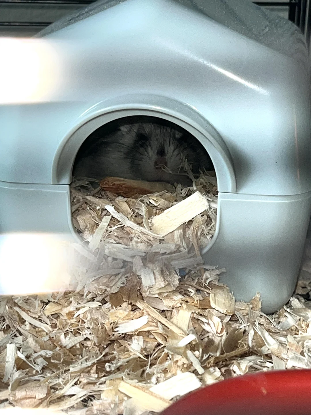 My grumpy guy | Scrolller