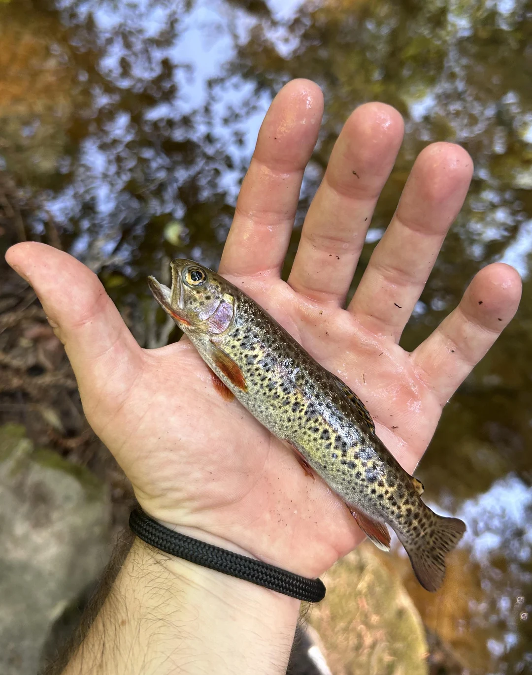 Mystery Trout | Scrolller