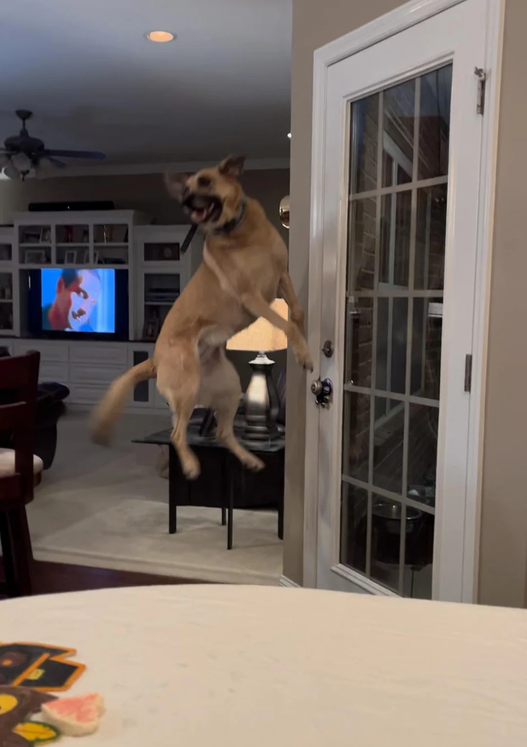 Kangaroo | Scrolller