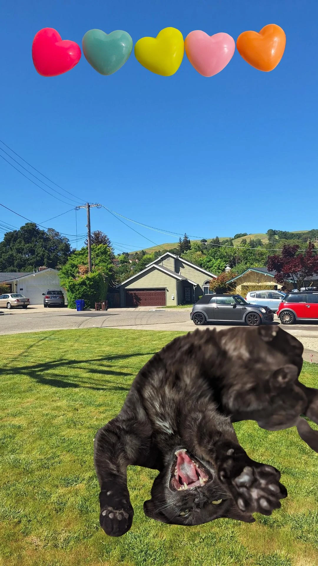 Kitty in the Suburbs [digital] | Scrolller