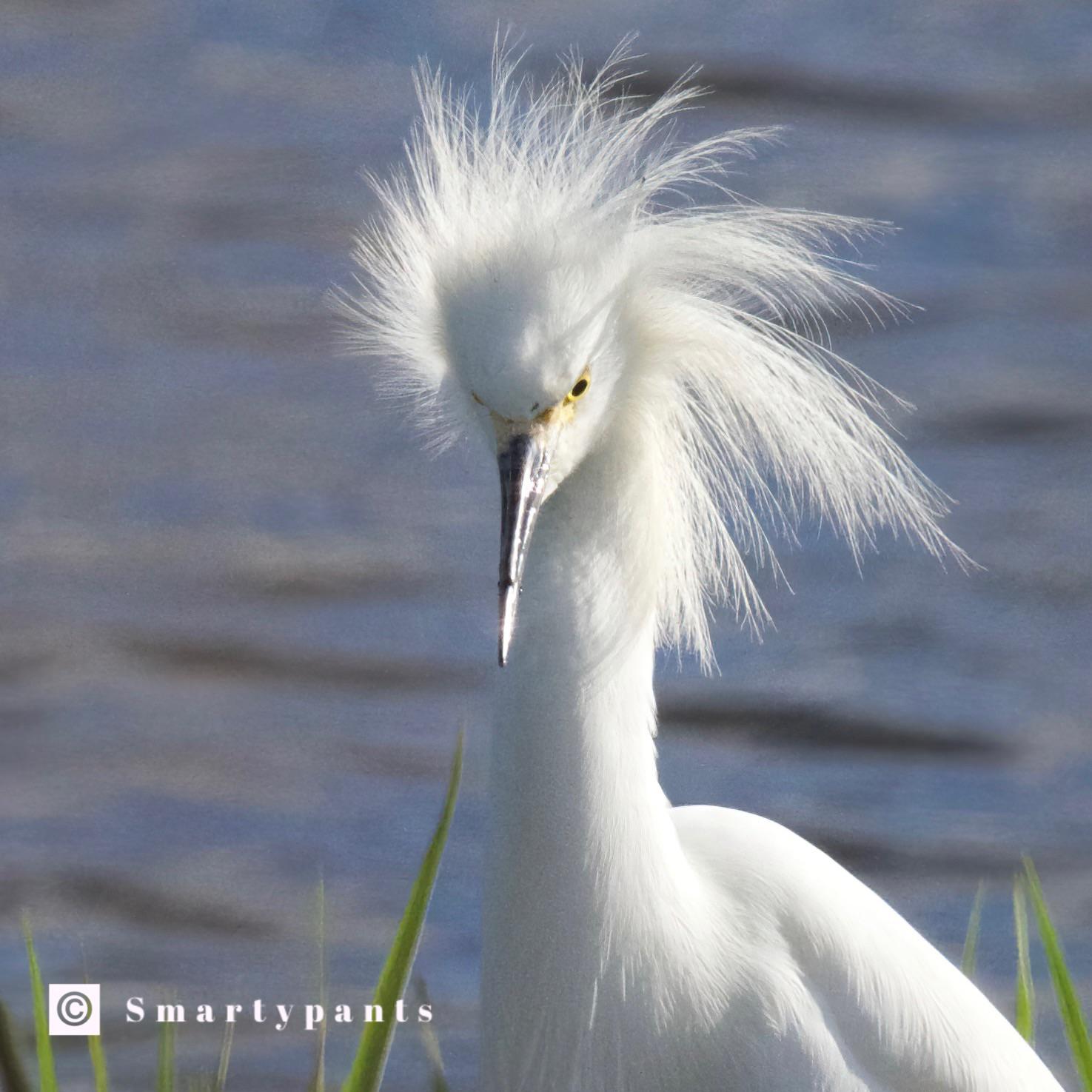 Egret with the wind blown look. | Scrolller