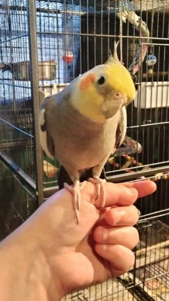 Combined Cages! | Scrolller