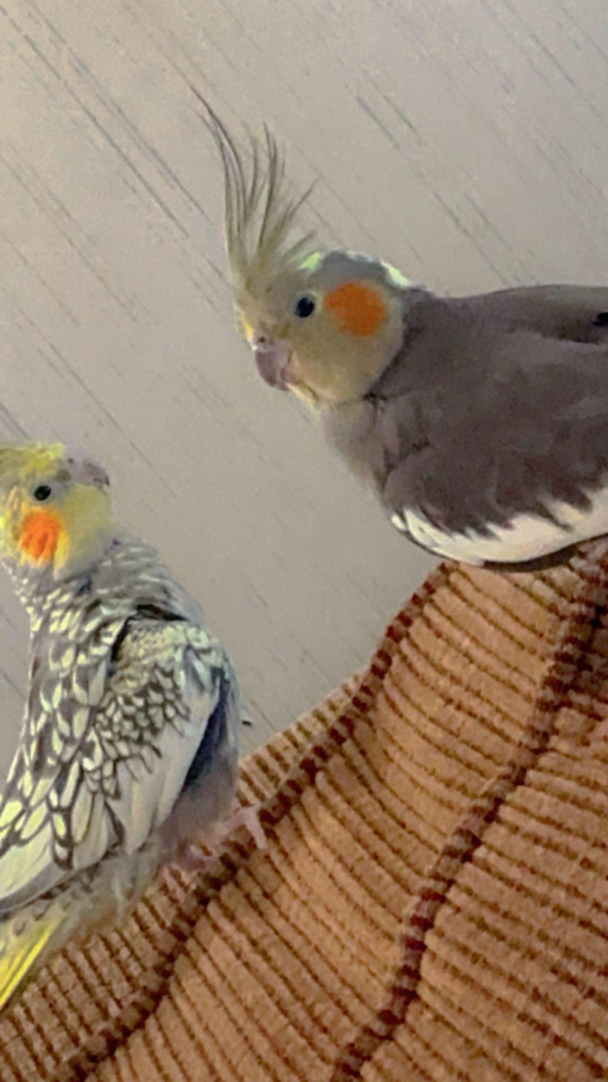 Bonding? | Scrolller