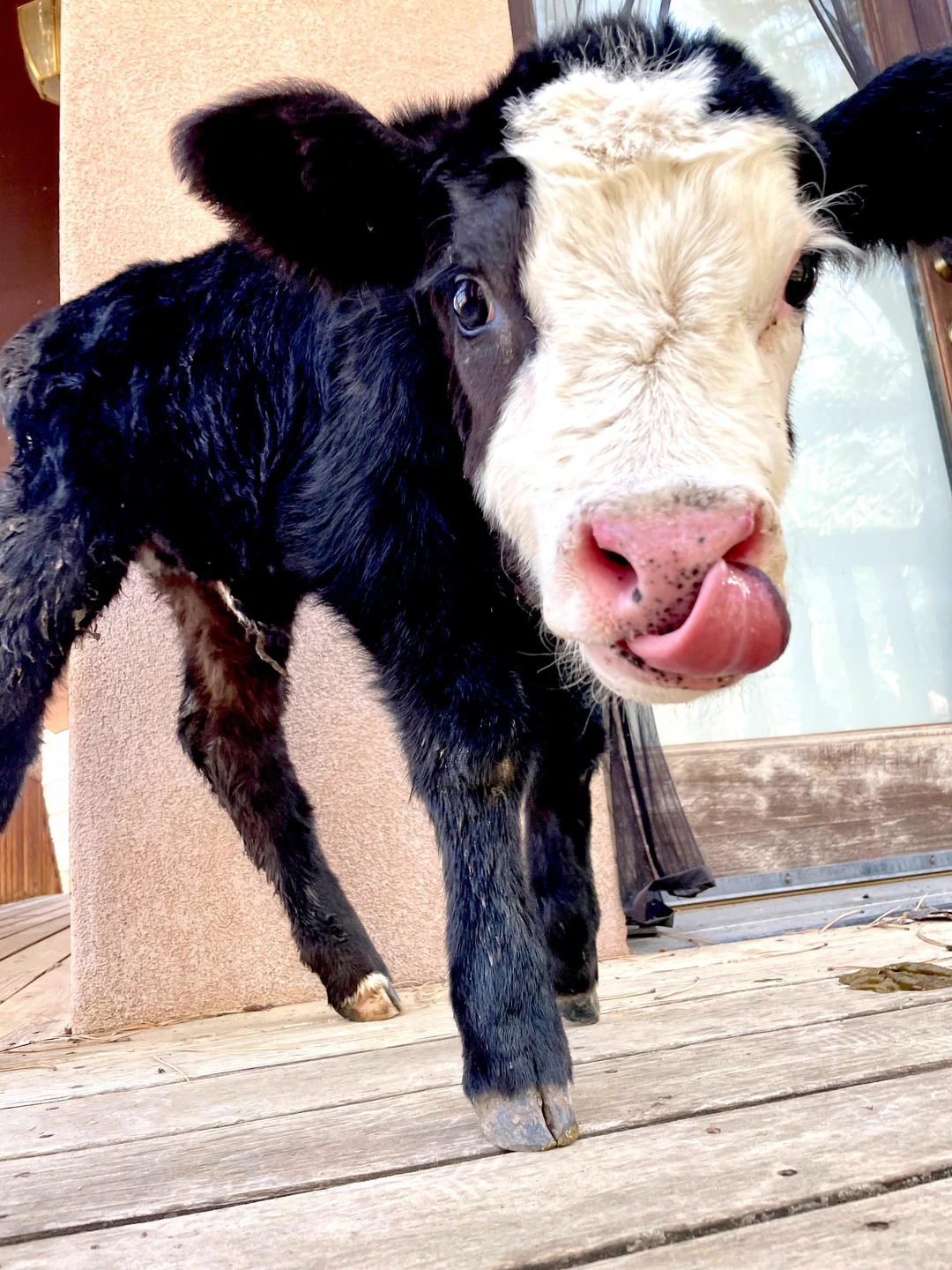 Meet Stew | Scrolller