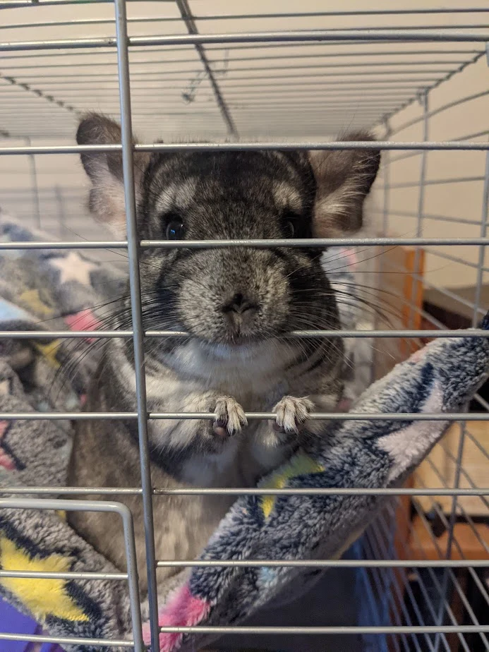 Free chinchilla - IN | Scrolller