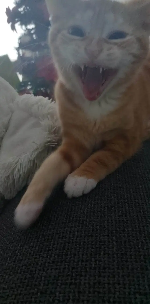 My cat yawning looks like she's screaming. | Scrolller