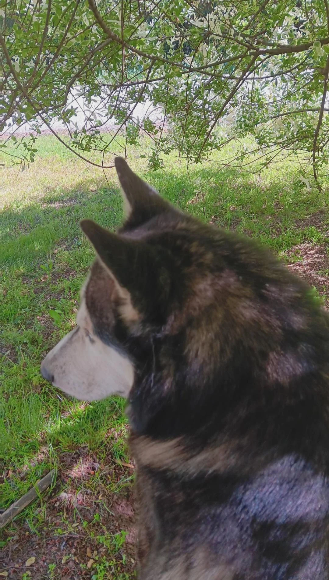 Astro 💙 | Scrolller