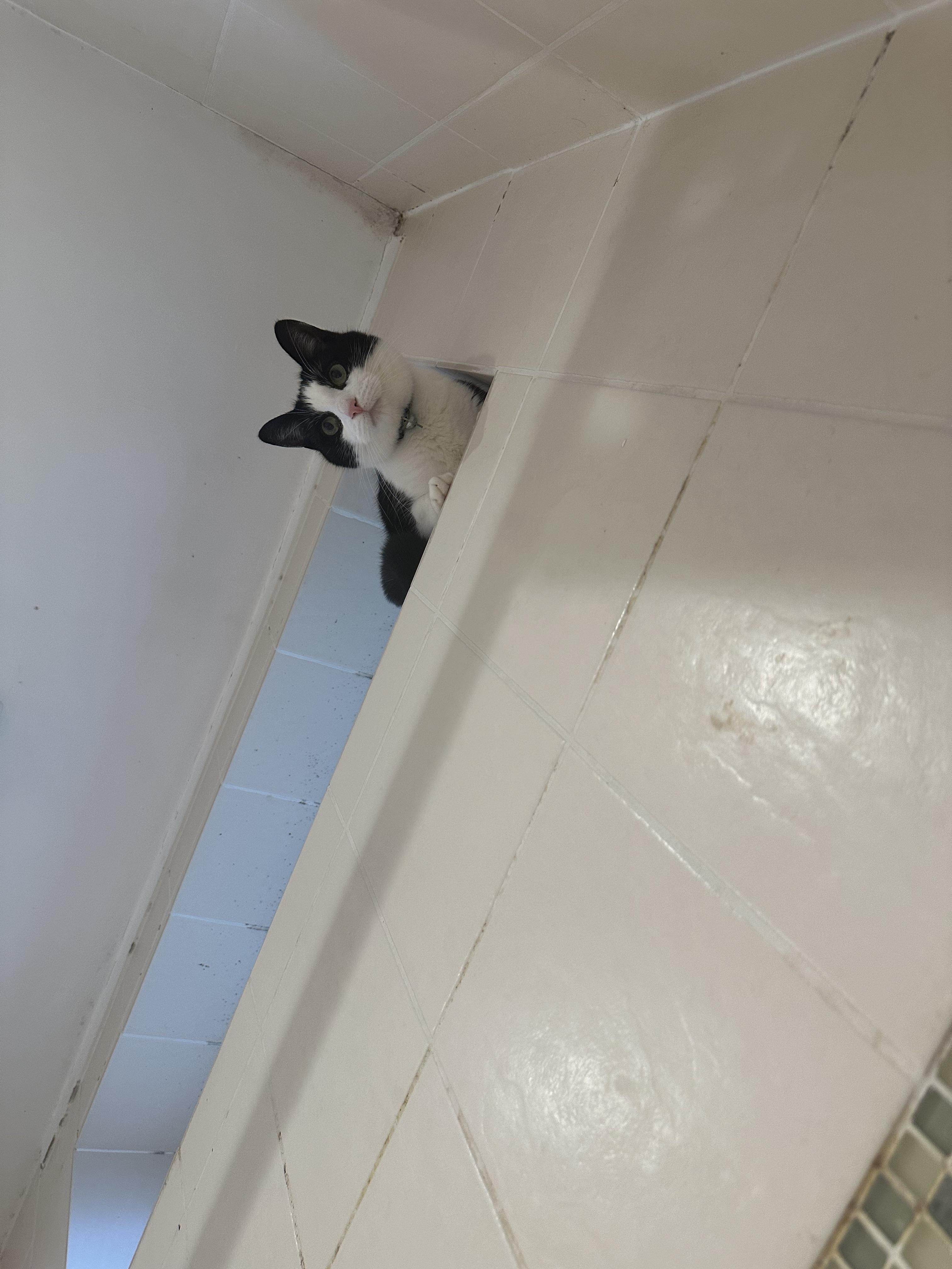 Peeping tom (cat) | Scrolller