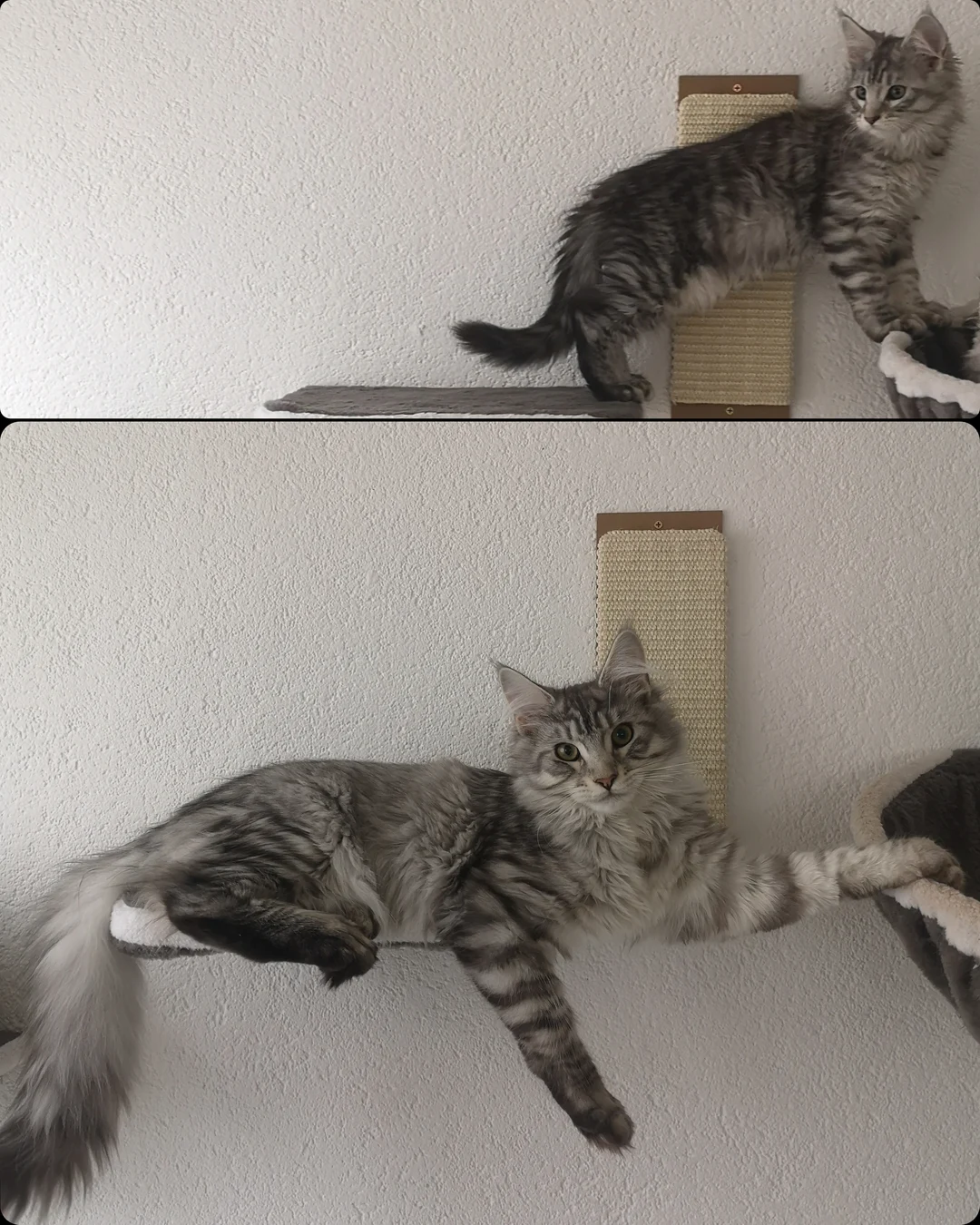 Angel at 2 months vs. today at 5 months old. He has only gotten ...