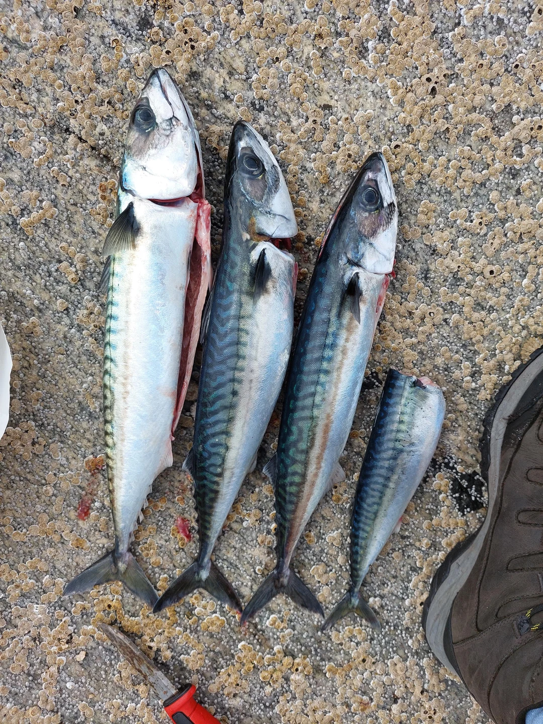 First time getting this many mackerel. one has no head since I almost forgot to take a picture ...