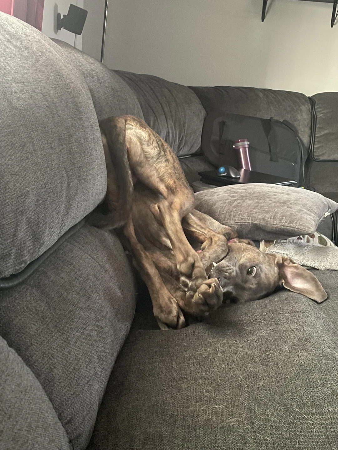 Just chillin on the couch | Scrolller