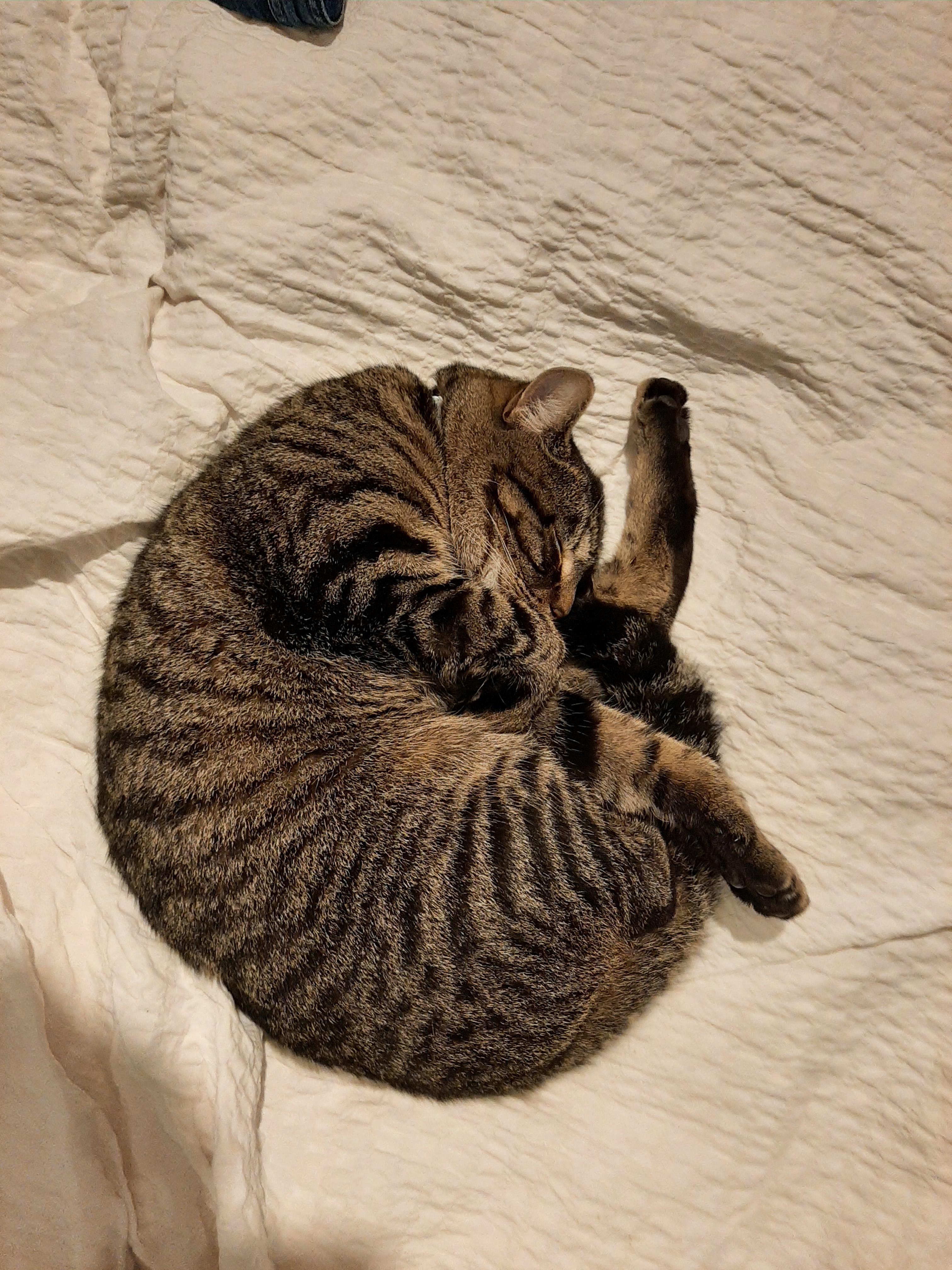 Our beautiful tabby relaxing on the bed | Scrolller