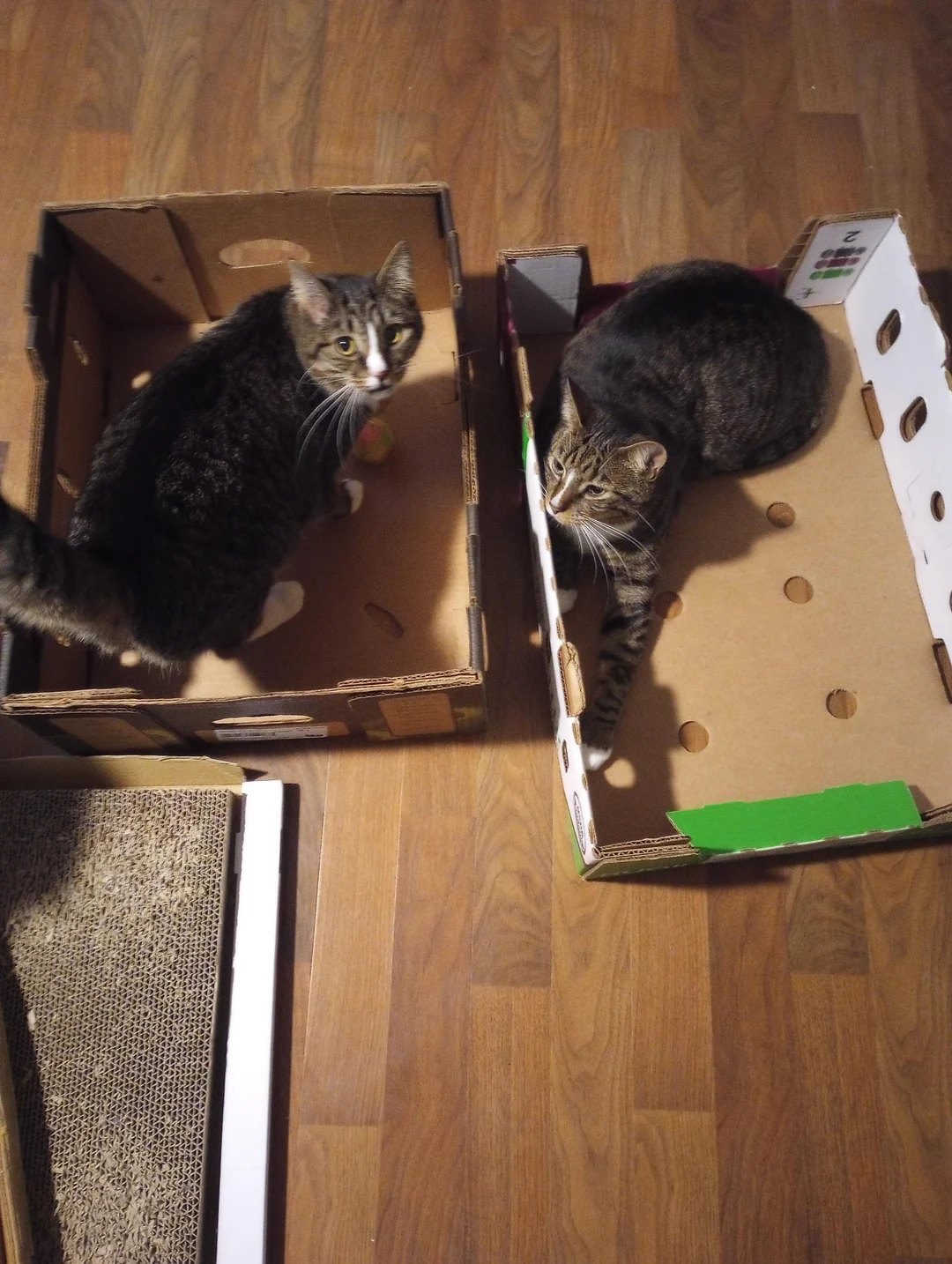 double trap | Scrolller