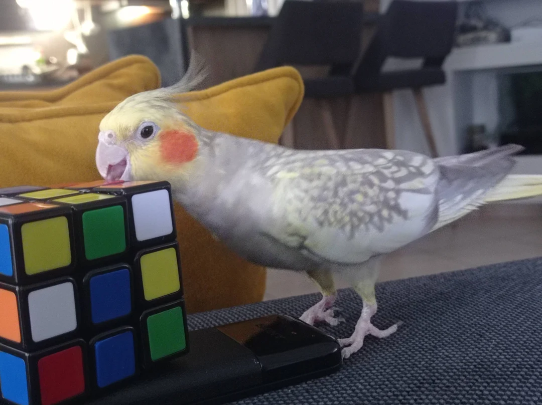 Mickey solving the cube! | Scrolller