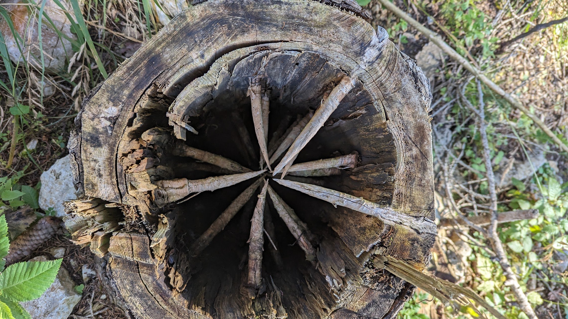 Decayed tree trunk | Scrolller