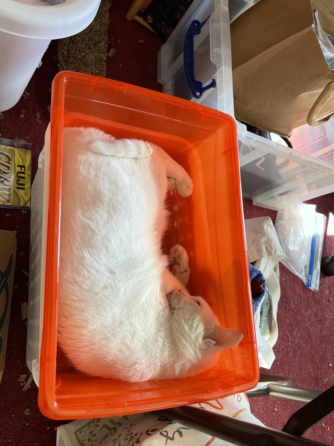 Red box + white cat = a certain glow | Scrolller